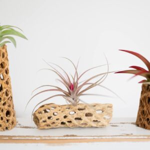 Air Plant Shop 3 Pack 3 Inch Cholla Cactus Holders with Assorted Air Plants- Wholesale and Bulk - Succulents - Live Tillandsia - Easy Care Indoor and Outdoor House Plants