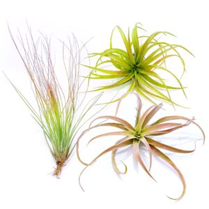 tdg the drunken gnome tillandsia air plants assorted variety pack, 3 x-large