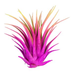 rainbow tillandsia air plant, tillandsia air plant, airplant, air purification, house plant, home decor & gift, live plant, healthy arrival guarantee (pink/yellow)