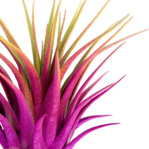 Rainbow Tillandsia Air Plant, Tillandsia Air Plant, Airplant, Air Purification, House Plant, Home Decor & Gift, Live Plant, Healthy Arrival Guarantee (Pink/Yellow)