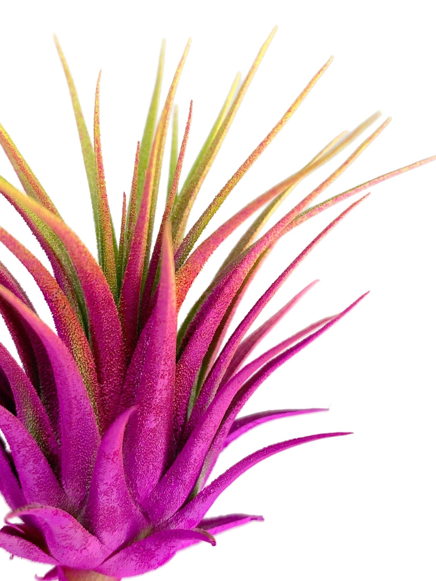 Rainbow Tillandsia Air Plant, Tillandsia Air Plant, Airplant, Air Purification, House Plant, Home Decor & Gift, Live Plant, Healthy Arrival Guarantee (Pink/Yellow)