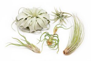 5 pack of large tillandsia air plants - xerographica, juncea, bulbosa, caput medusae & harrisii- live succulent house plants availabe in wholesale and bulk - easy care indoor and outdoor plants