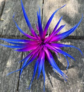 live tillandsia capitata peach colorful air plant 6-8 inch enhanced color highlighted grows a huge 14 inches easy care indoor outdoor home decor gift airplant awesome industries (moonbeam 6")