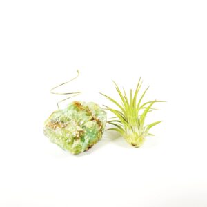 Green Calcite Crystal Air Plant Holder Gift Includes Healthy Live Air Plant and Gift Box Great Gift for Friend Co-worker or Neighbor