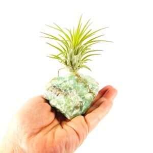 Green Calcite Crystal Air Plant Holder Gift Includes Healthy Live Air Plant and Gift Box Great Gift for Friend Co-worker or Neighbor