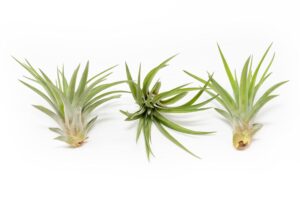 3 pack air plants velutina - live tillandsia succulent house plants - available in wholesale and bulk - home and garden decor - easy care indoor and outdoor plants