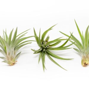 3 Pack Air Plants Velutina - Live Tillandsia Succulent House Plants - Available in Wholesale and Bulk - Home and Garden Decor - Easy Care Indoor and Outdoor Plants