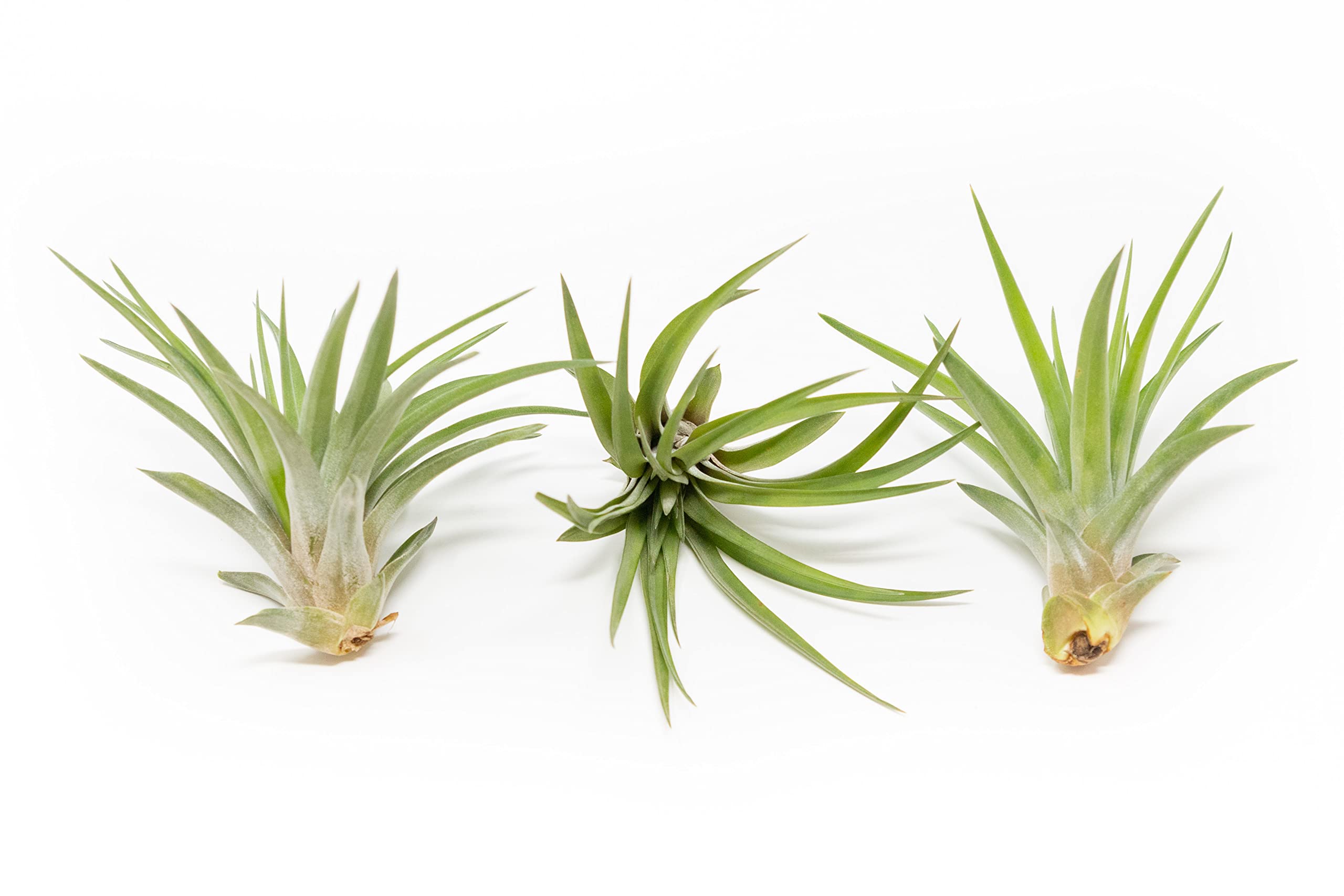 3 Pack Air Plants Velutina - Live Tillandsia Succulent House Plants - Available in Wholesale and Bulk - Home and Garden Decor - Easy Care Indoor and Outdoor Plants