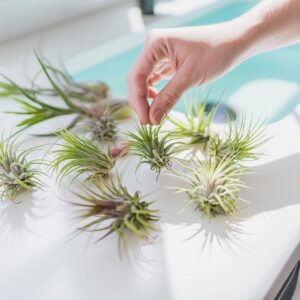 3 Pack Air Plants Velutina - Live Tillandsia Succulent House Plants - Available in Wholesale and Bulk - Home and Garden Decor - Easy Care Indoor and Outdoor Plants