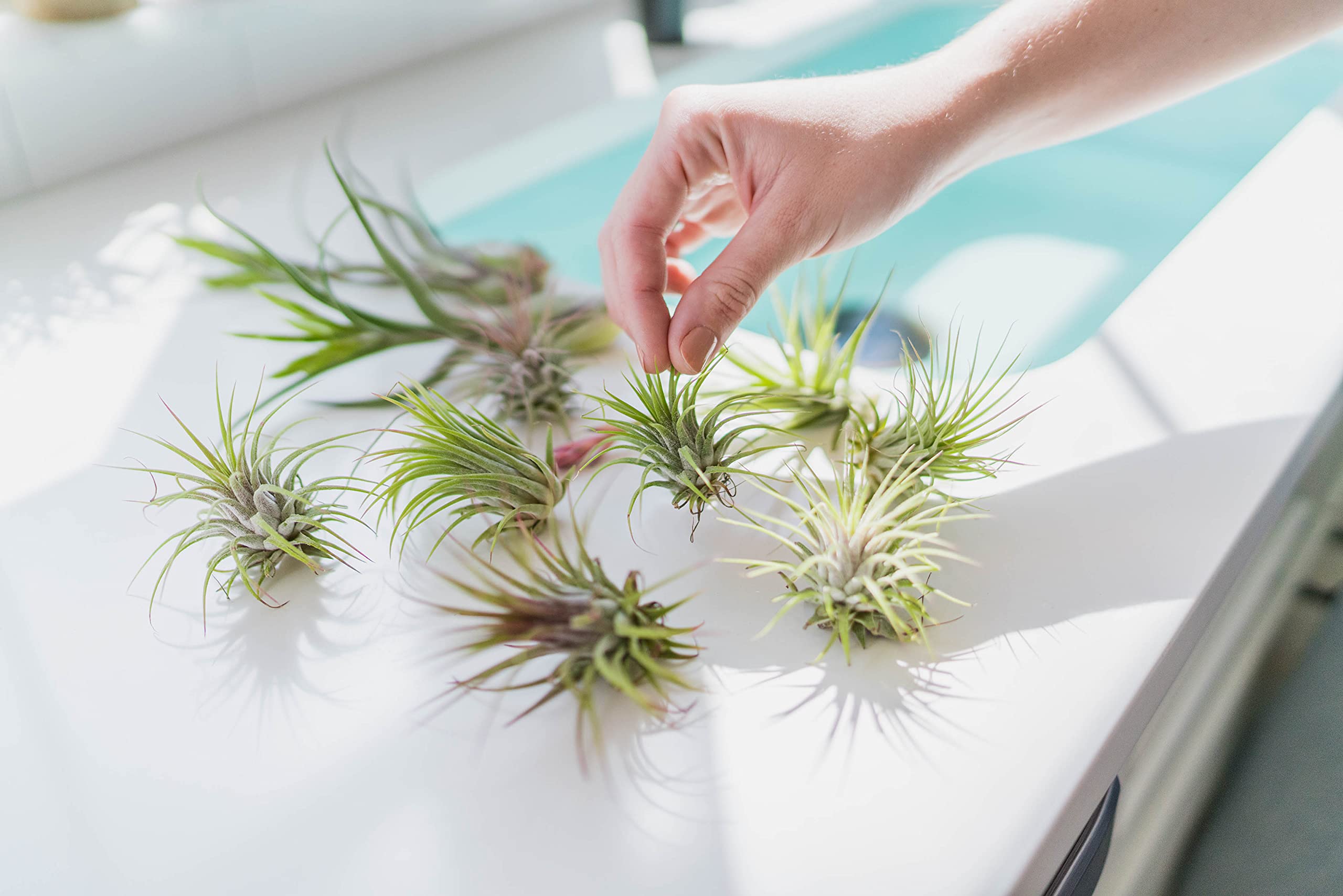 3 Pack Air Plants Velutina - Live Tillandsia Succulent House Plants - Available in Wholesale and Bulk - Home and Garden Decor - Easy Care Indoor and Outdoor Plants