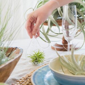 3 Pack Air Plants Velutina - Live Tillandsia Succulent House Plants - Available in Wholesale and Bulk - Home and Garden Decor - Easy Care Indoor and Outdoor Plants