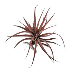 it blooms giant rainforest grown extra large capitata peach air plant - live tillandsia - 5 to 10 inches - 30 day guarantee