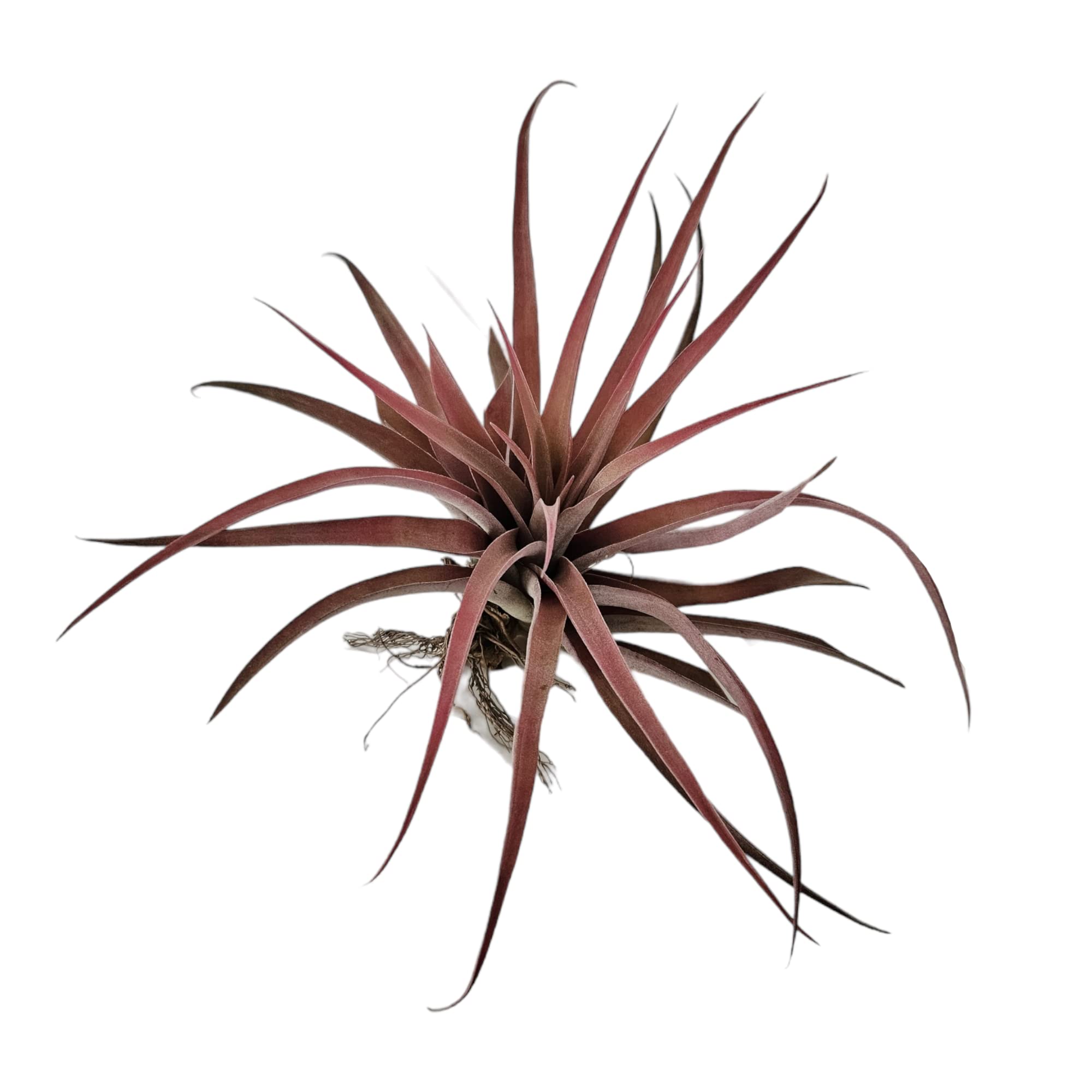 It Blooms Giant Rainforest Grown Extra Large Capitata Peach Air Plant - Live Tillandsia - 5 to 10 inches - 30 Day Guarantee