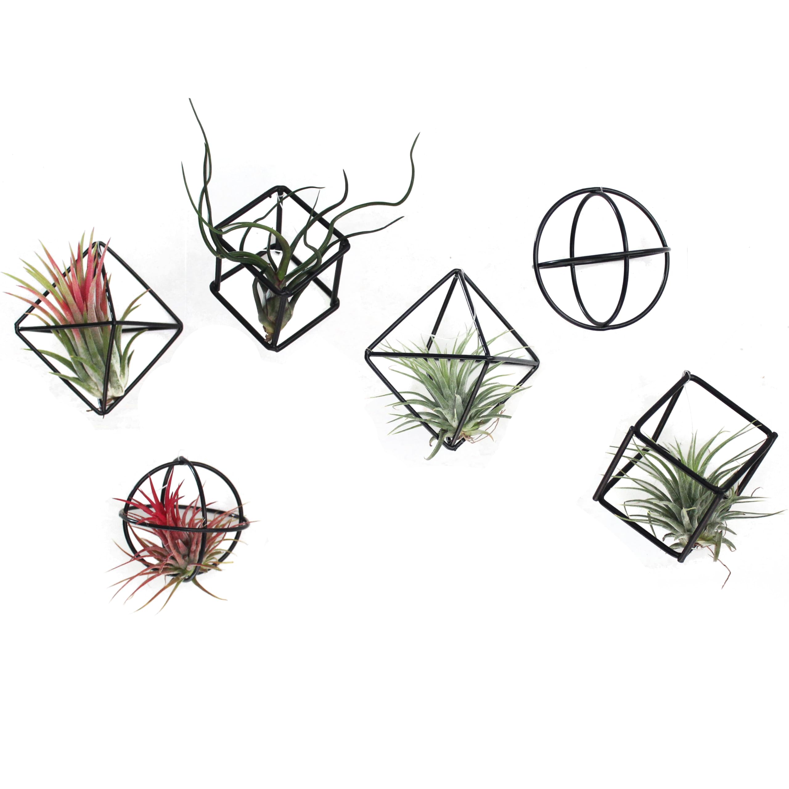 ZOOELAY Small Air Plant Holders Stand Black Airplants Rack Planters Metal Air Fern Plant Display Cage Geometric Tillandsia Pot Containers Gift Idea 6 Pcs