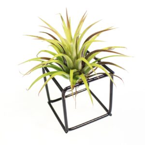 ZOOELAY Small Air Plant Holders Stand Black Airplants Rack Planters Metal Air Fern Plant Display Cage Geometric Tillandsia Pot Containers Gift Idea 6 Pcs