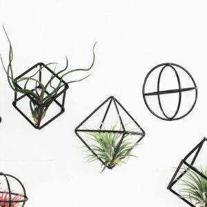 ZOOELAY Small Air Plant Holders Stand Black Airplants Rack Planters Metal Air Fern Plant Display Cage Geometric Tillandsia Pot Containers Gift Idea 6 Pcs