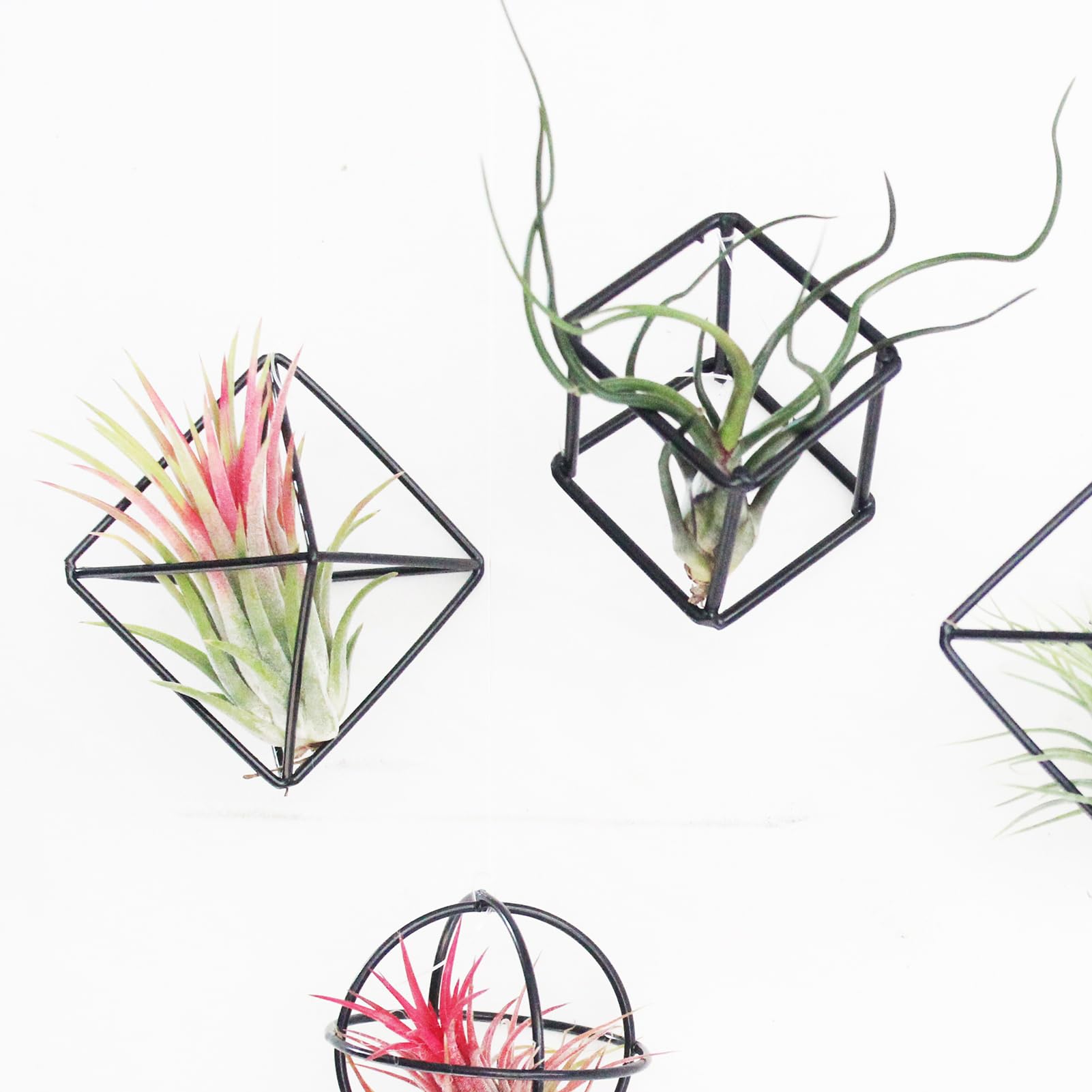 ZOOELAY Small Air Plant Holders Stand Black Airplants Rack Planters Metal Air Fern Plant Display Cage Geometric Tillandsia Pot Containers Gift Idea 6 Pcs