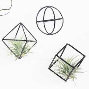 ZOOELAY Small Air Plant Holders Stand Black Airplants Rack Planters Metal Air Fern Plant Display Cage Geometric Tillandsia Pot Containers Gift Idea 6 Pcs