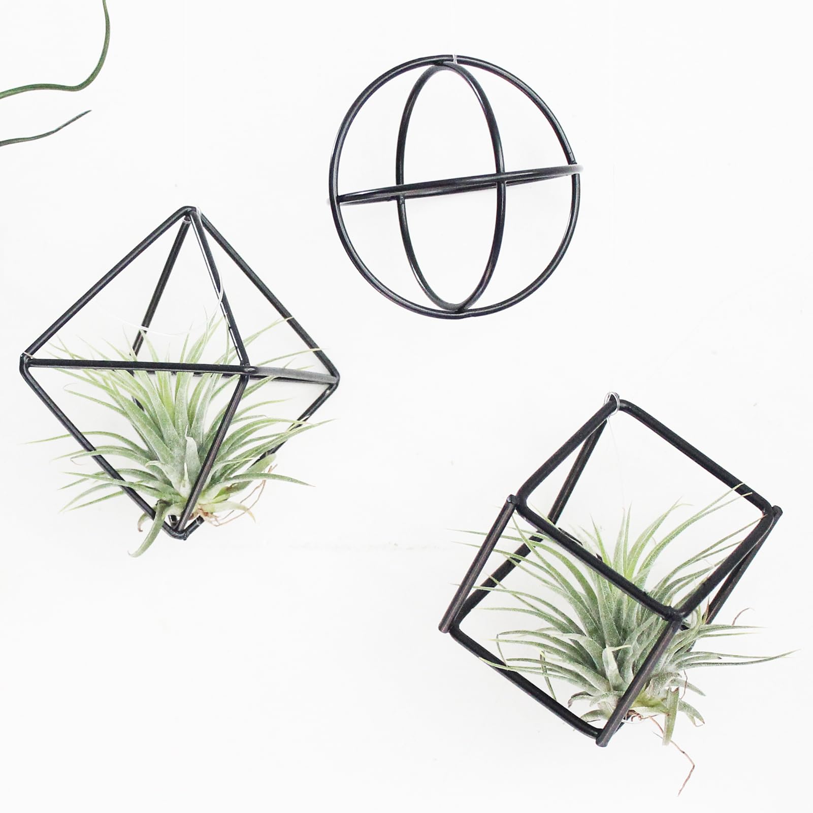 ZOOELAY Small Air Plant Holders Stand Black Airplants Rack Planters Metal Air Fern Plant Display Cage Geometric Tillandsia Pot Containers Gift Idea 6 Pcs