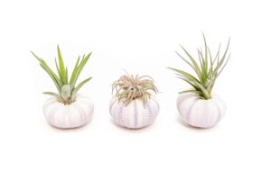 air plant shop 3 pack purple sea urchins with assorted air plants - succulents - live tillandsia - easy care indoor and outdoor house plants