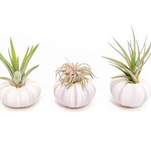 Air Plant Shop 3 Pack Purple Sea Urchins with Assorted Air Plants - Succulents - Live Tillandsia - Easy Care Indoor and Outdoor House Plants