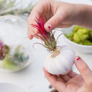 Air Plant Shop 3 Pack Purple Sea Urchins with Assorted Air Plants - Succulents - Live Tillandsia - Easy Care Indoor and Outdoor House Plants