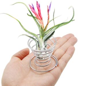 40 Pack Air Plant Stand Holder Tillandsia Airplant Container with Suction Cup Tabletop Planter Display Racks for Hanging Tillandsia House Plants