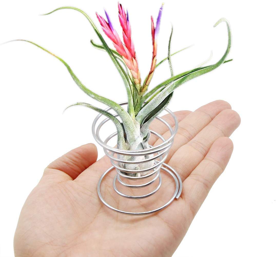 40 Pack Air Plant Stand Holder Tillandsia Airplant Container with Suction Cup Tabletop Planter Display Racks for Hanging Tillandsia House Plants