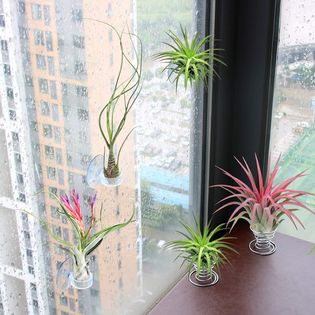 40 Pack Air Plant Stand Holder Tillandsia Airplant Container with Suction Cup Tabletop Planter Display Racks for Hanging Tillandsia House Plants