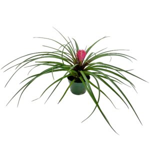 ragnaroc live air plants – flowering tillandsia cyanea, giant 15-18" - 1ct - live arrival guaranteed - house plants for home decor & gift