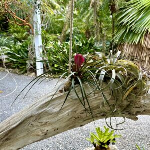 ragnaroc Live Air Plants – Flowering Tillandsia Cyanea, Giant 15-18" - 1ct - Live Arrival Guaranteed - House Plants for Home Decor & Gift