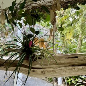 ragnaroc Live Air Plants – Flowering Tillandsia Cyanea, Giant 15-18" - 1ct - Live Arrival Guaranteed - House Plants for Home Decor & Gift