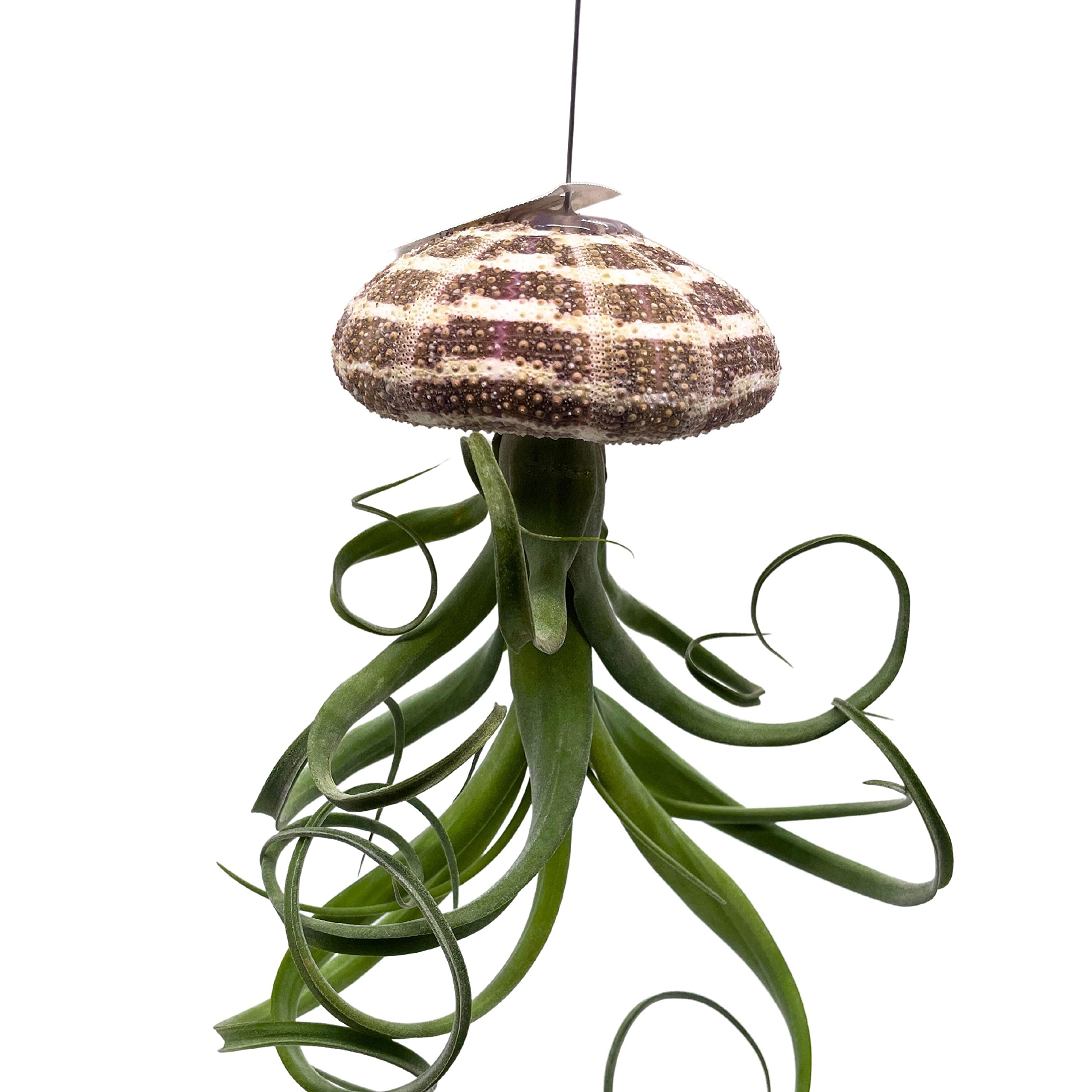 BubbleBlooms Large Tillandsia Jellyfish, Big Hanging air Plant with Seashell