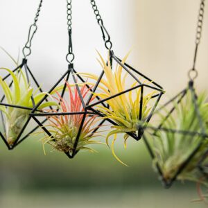 libproqia Small Air Plants Holders Black Hanging Airplants Hangers Iron Wire Airferns Display Frame Geometric Tillandsia Air Planter with Chains for Wall Mounted Himmeli Decor 6pcs(No Plants)