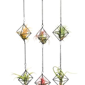 libproqia Small Air Plants Holders Black Hanging Airplants Hangers Iron Wire Airferns Display Frame Geometric Tillandsia Air Planter with Chains for Wall Mounted Himmeli Decor 6pcs(No Plants)