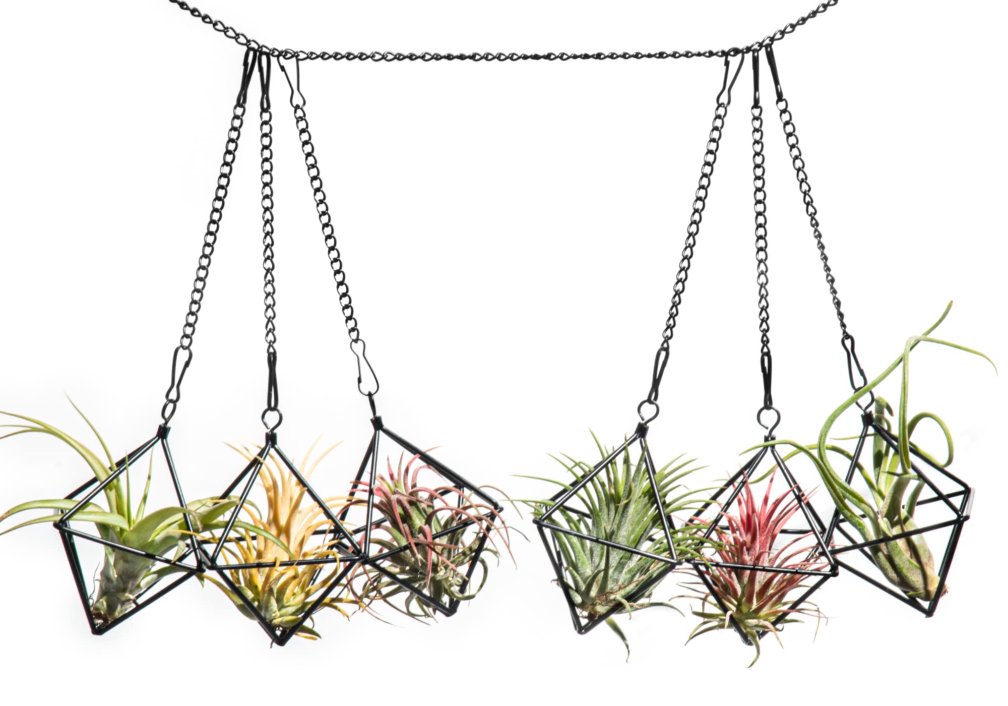 libproqia Small Air Plants Holders Black Hanging Airplants Hangers Iron Wire Airferns Display Frame Geometric Tillandsia Air Planter with Chains for Wall Mounted Himmeli Decor 6pcs(No Plants)