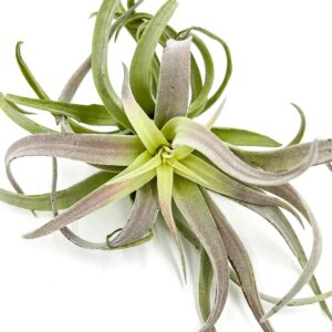 ragnaroc air plants - tillandsia cacticola, jumbo 6-9" - 1ct - live arrival guaranteed - house plants for home decor & gift