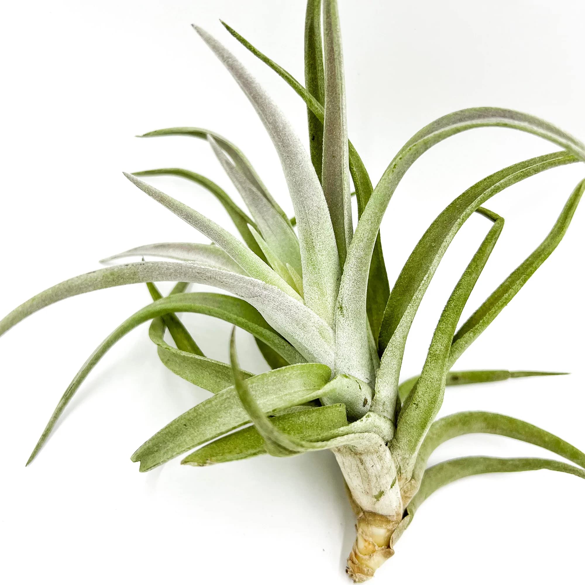 ragnaroc Air Plants - Tillandsia Cacticola, Jumbo 6-9" - 1ct - Live Arrival Guaranteed - House Plants for Home Decor & Gift