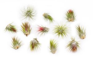 50 pack large air plants tillandsia ionantha guatemala - live succulent house plants - available in wholesale and bulk - home and garden decor - easy care indoor and outdoor plants