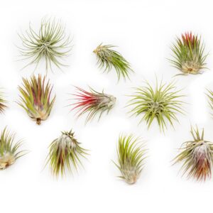 50 Pack Large Air Plants Tillandsia Ionantha Guatemala - Live Succulent House Plants - Available in Wholesale and Bulk - Home and Garden Decor - Easy Care Indoor and Outdoor Plants