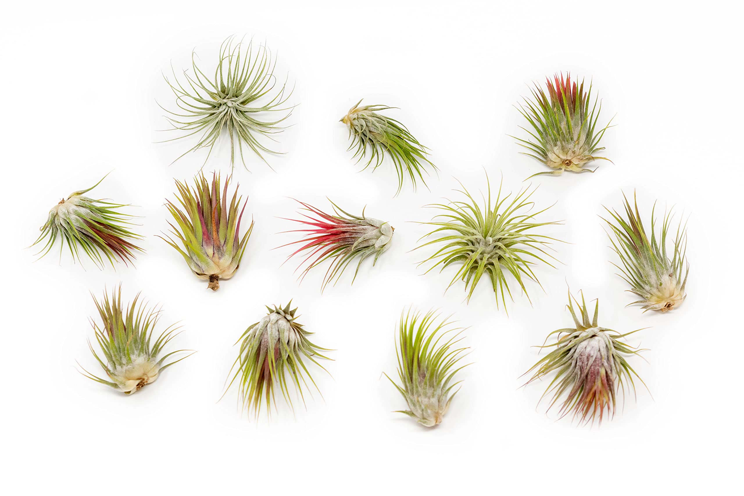 50 Pack Large Air Plants Tillandsia Ionantha Guatemala - Live Succulent House Plants - Available in Wholesale and Bulk - Home and Garden Decor - Easy Care Indoor and Outdoor Plants