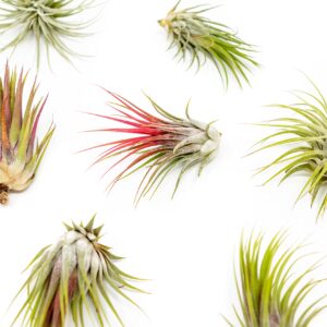 50 Pack Large Air Plants Tillandsia Ionantha Guatemala - Live Succulent House Plants - Available in Wholesale and Bulk - Home and Garden Decor - Easy Care Indoor and Outdoor Plants