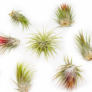 50 Pack Large Air Plants Tillandsia Ionantha Guatemala - Live Succulent House Plants - Available in Wholesale and Bulk - Home and Garden Decor - Easy Care Indoor and Outdoor Plants