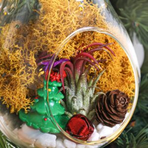 Creations by Nathalie - DIY Holiday Ornaments Terrarium Kit - Live Air Plants - 2 Glass Terrariums, Reindeer Moss, Christmas Figurines, White Stones