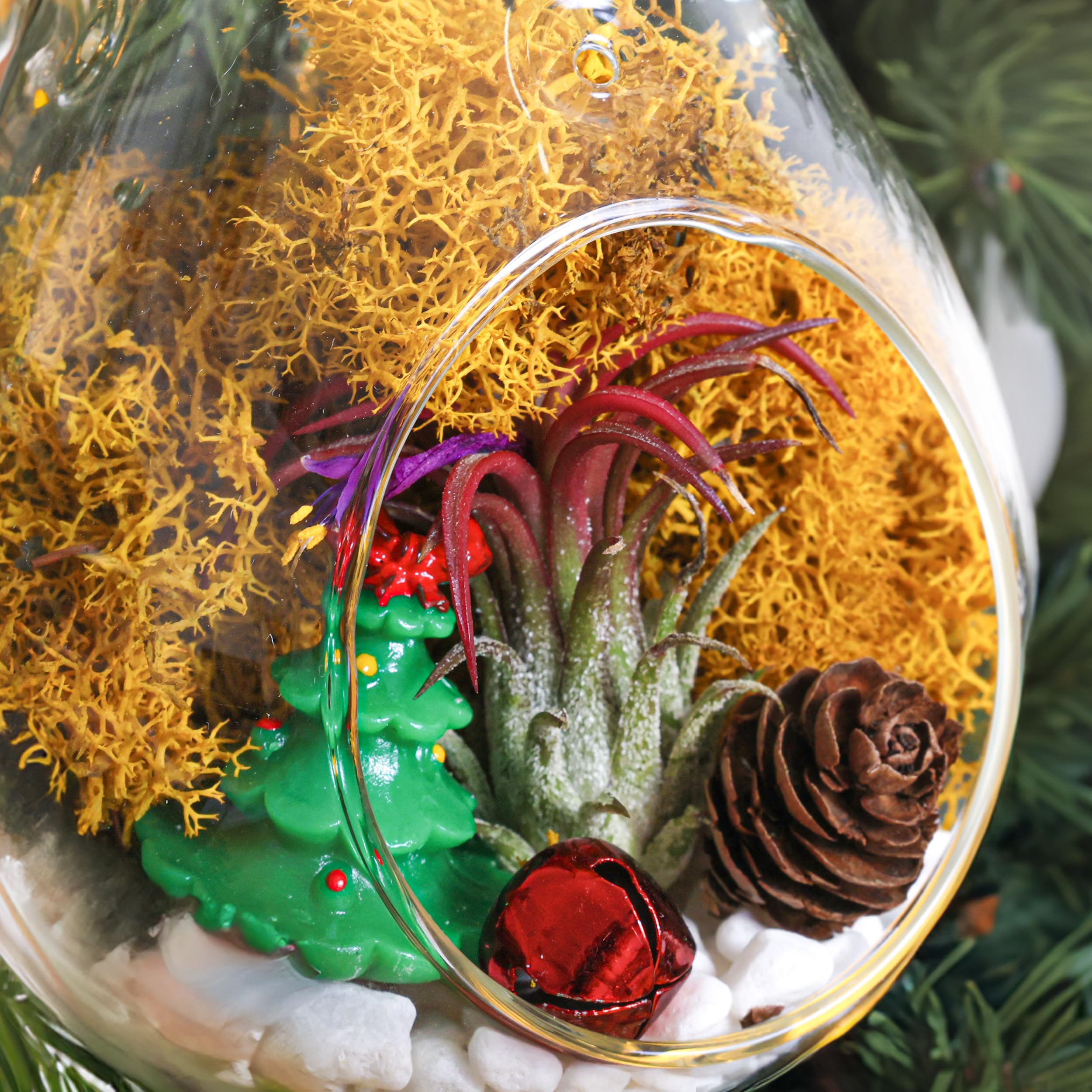 Creations by Nathalie - DIY Holiday Ornaments Terrarium Kit - Live Air Plants - 2 Glass Terrariums, Reindeer Moss, Christmas Figurines, White Stones