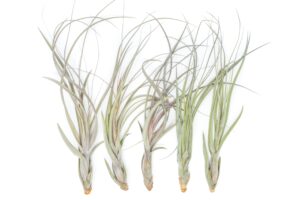 air plant shop 5 pack xl tillandsia balbisiana - wholesale and bulk - succulents - live tillandsia - easy care indoor and outdoor house plants