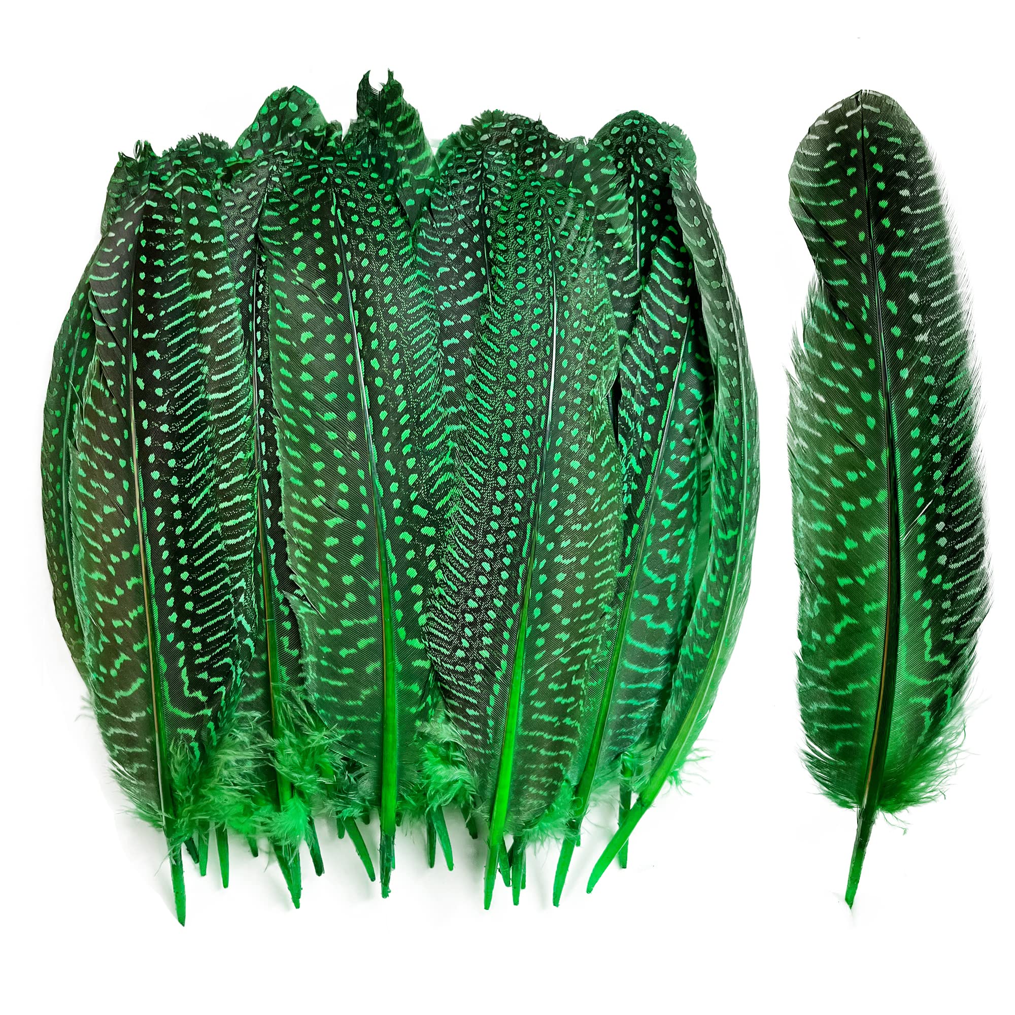 HAPPY FEATHER 6-9 inch Natural Guinea Wing Plumage Feather for DIY Craft, Jewelry and Clothing Decoration Pack of 20-Green