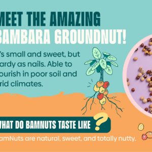 BamNut Milk Barista 2 Pack | 2.5x More Protein than Oat & Almond Milk | Extra Creamy, Gluten-Free, Prebiotic Fiber, Plant-Based | 33.8 Fl Oz – by WhatIF Foods