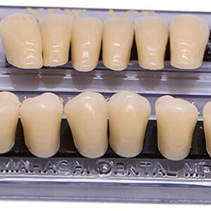 RZJZGZ Synthetic Resin Tooth Denture False Teeth for Halloween Horror Teeth 23 A3(56 Pcs/2Set)