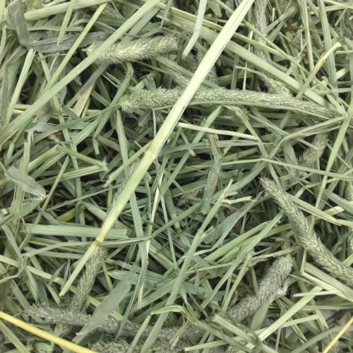 Oxbow Animal Health Western Timothy Hay - All Natural Hay for Rabbits, Guinea Pigs, Chinchillas, Hamsters & Gerbils -Veterinarian Recommended- Grown in the USA-90 oz.